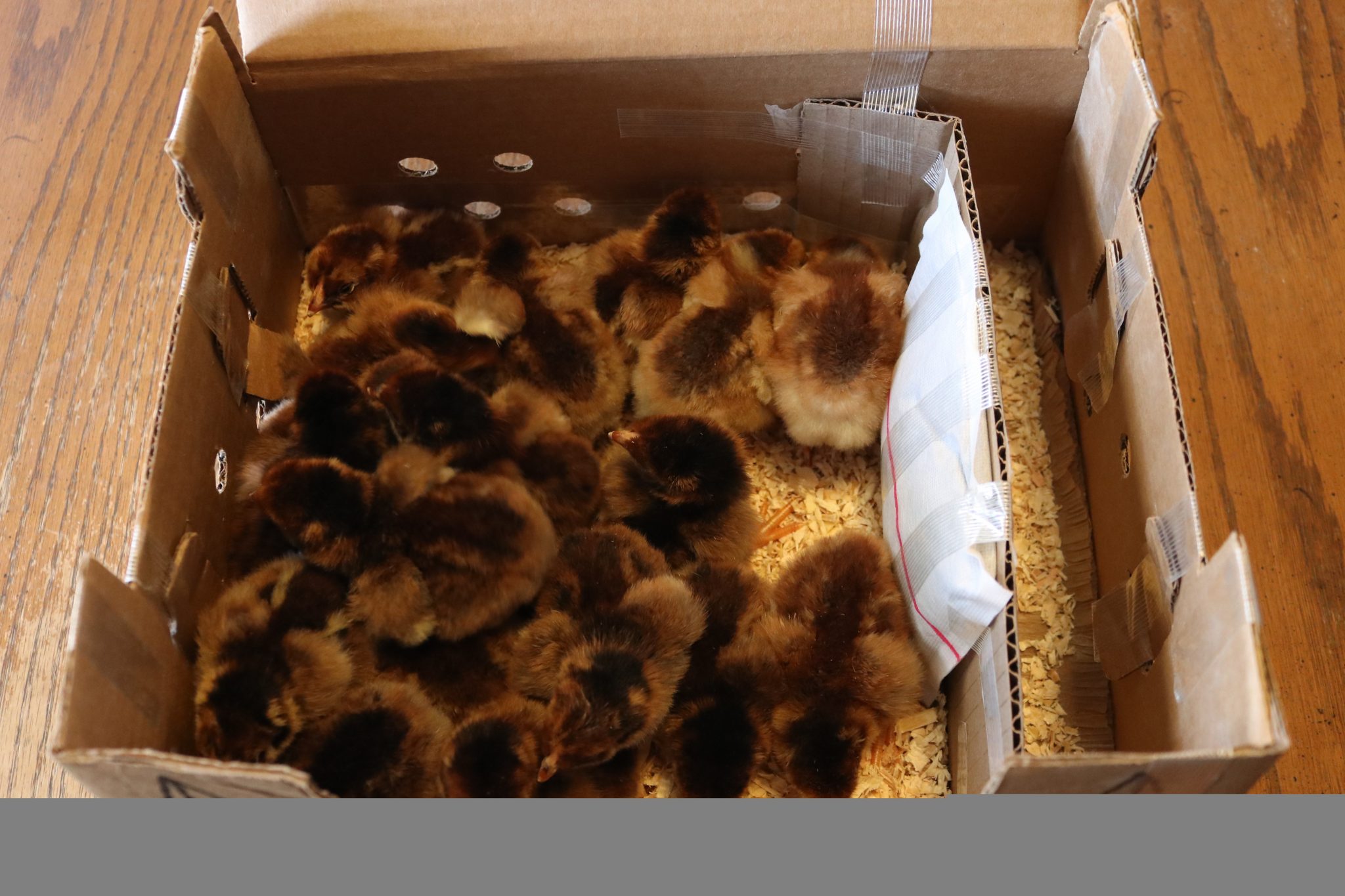 Safely Ship Day Old Chicks - Backyard Poultry